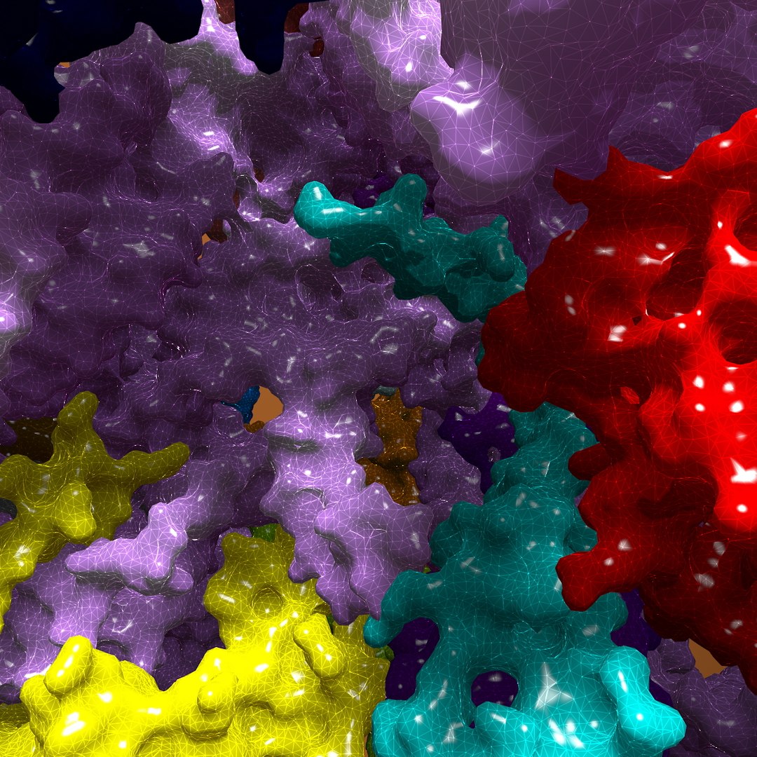 Structure Bacterial Ribosome 3d Model