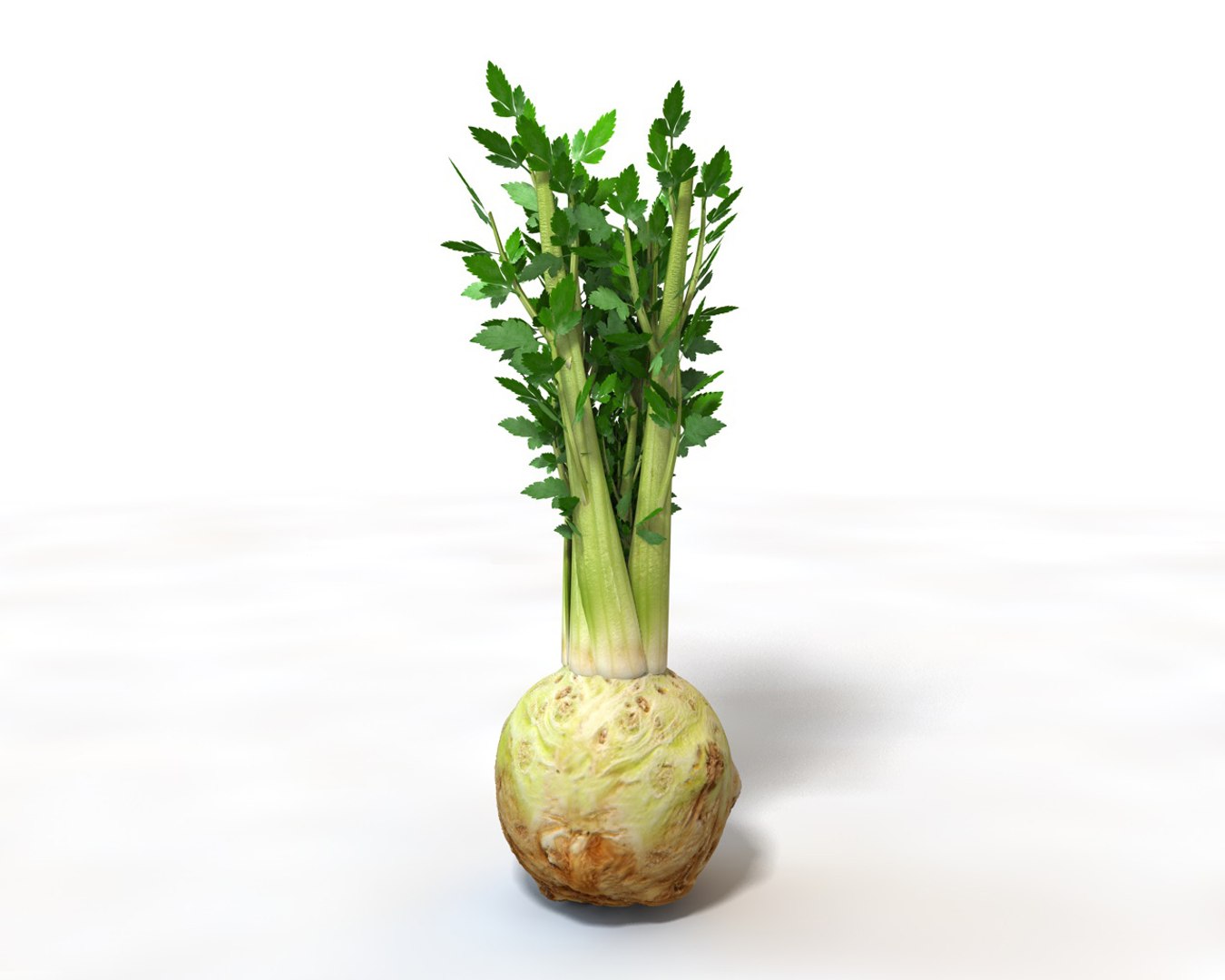 Celery Model - TurboSquid 1544478