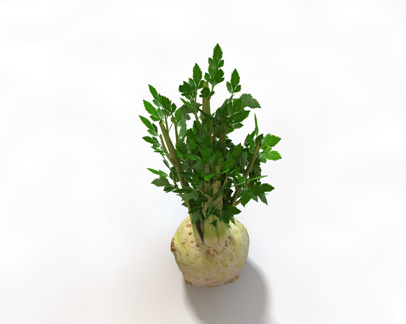 Celery Model - TurboSquid 1544478