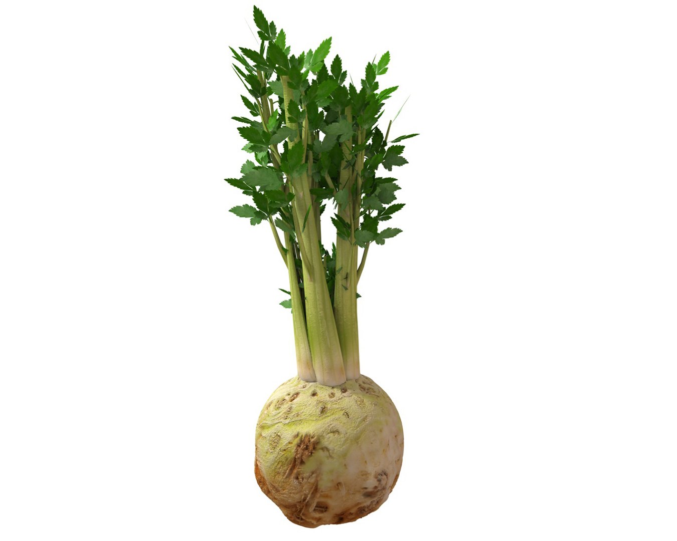 Celery Model - TurboSquid 1544478