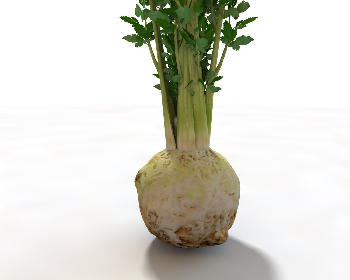 Celery Model - TurboSquid 1544478