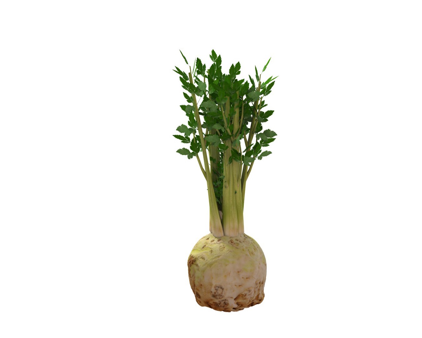 Celery Model - TurboSquid 1544478