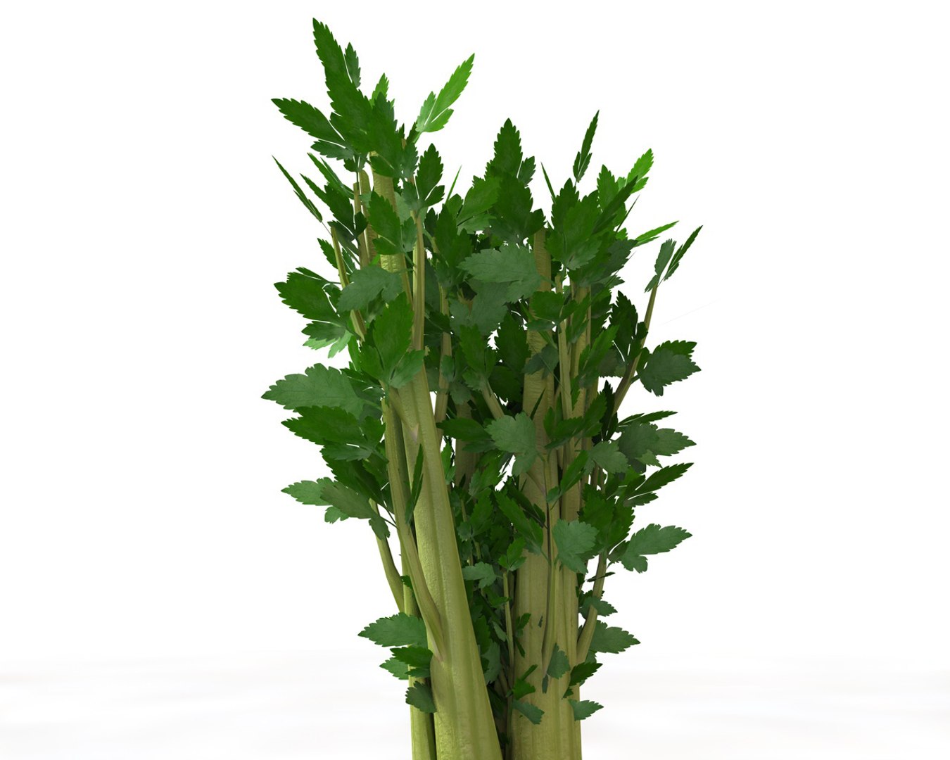 Celery Model - TurboSquid 1544478