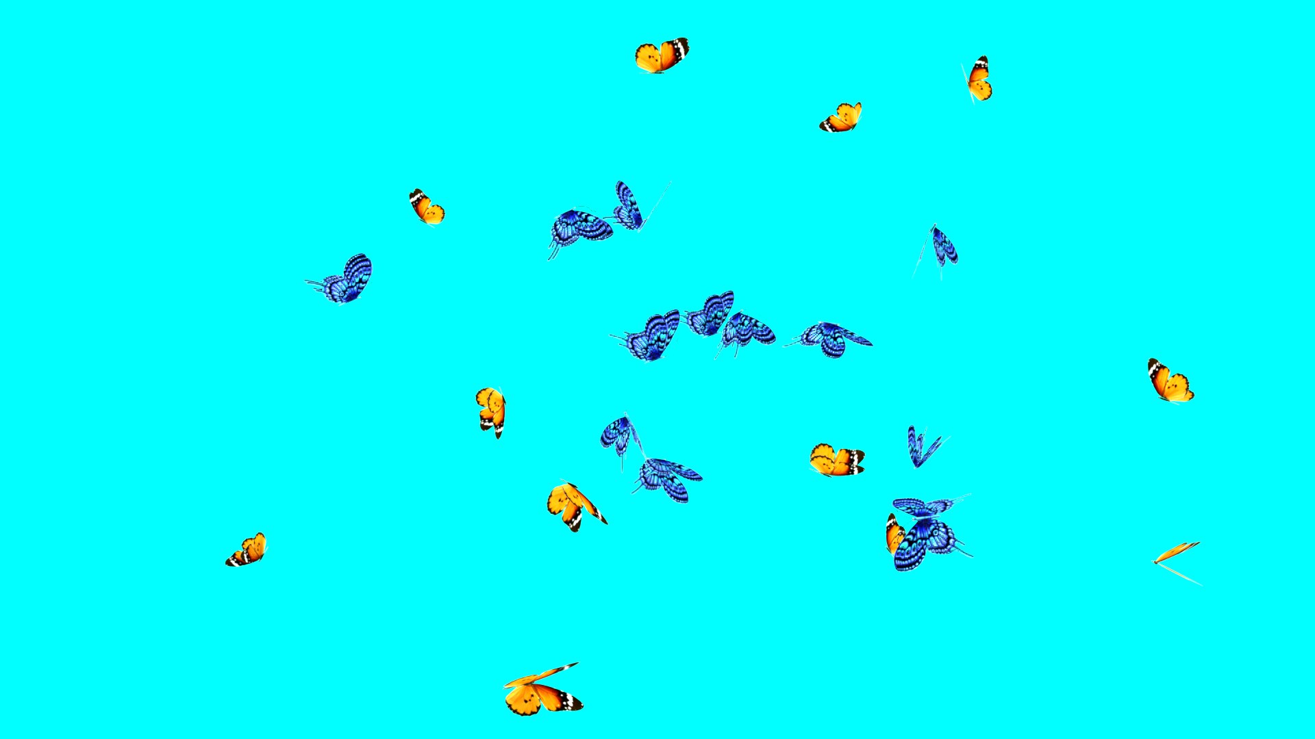3D Butterflies Flight Animation Natural - TurboSquid 1674179