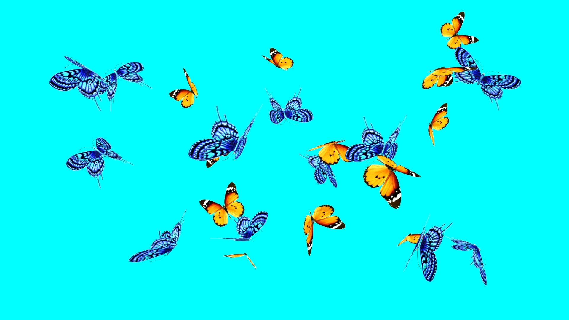 3D Butterflies Flight Animation Natural - TurboSquid 1674179