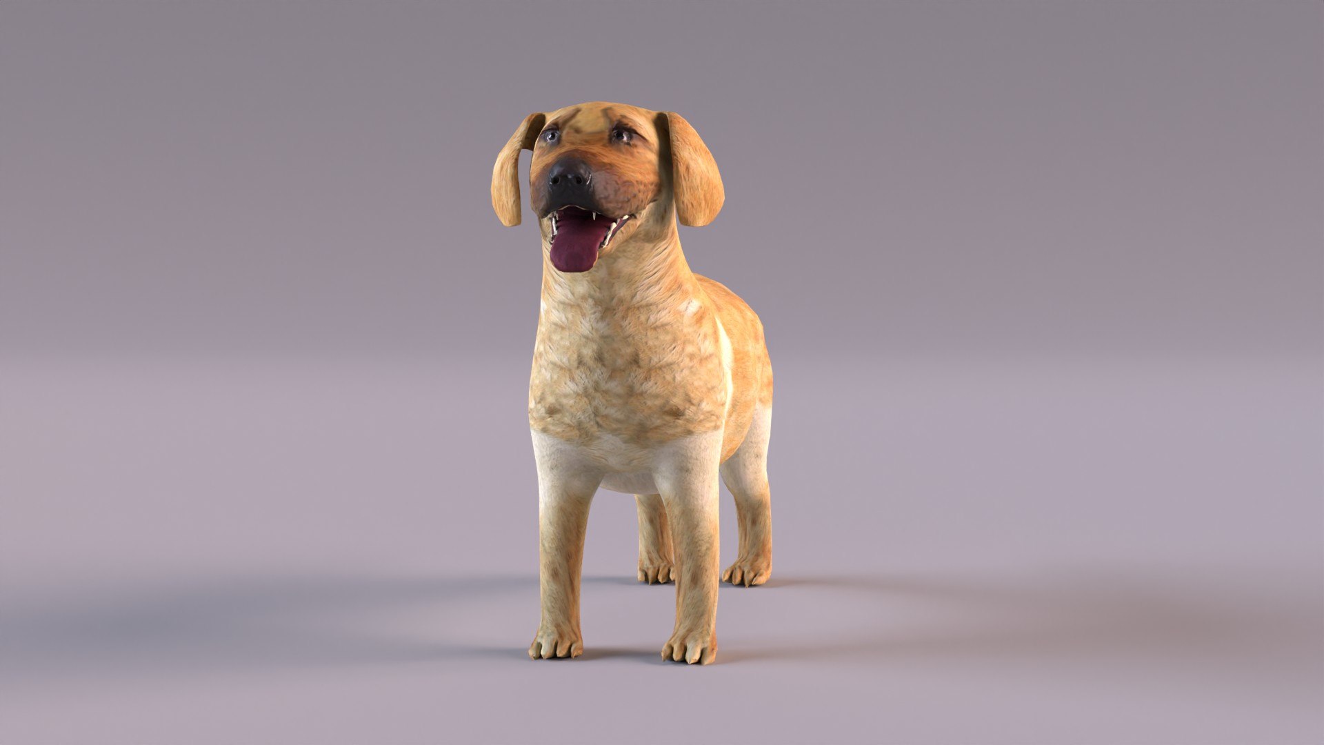 max labrador retriever