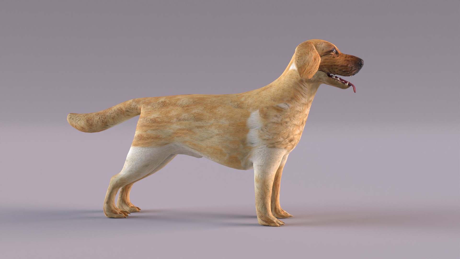 max labrador retriever