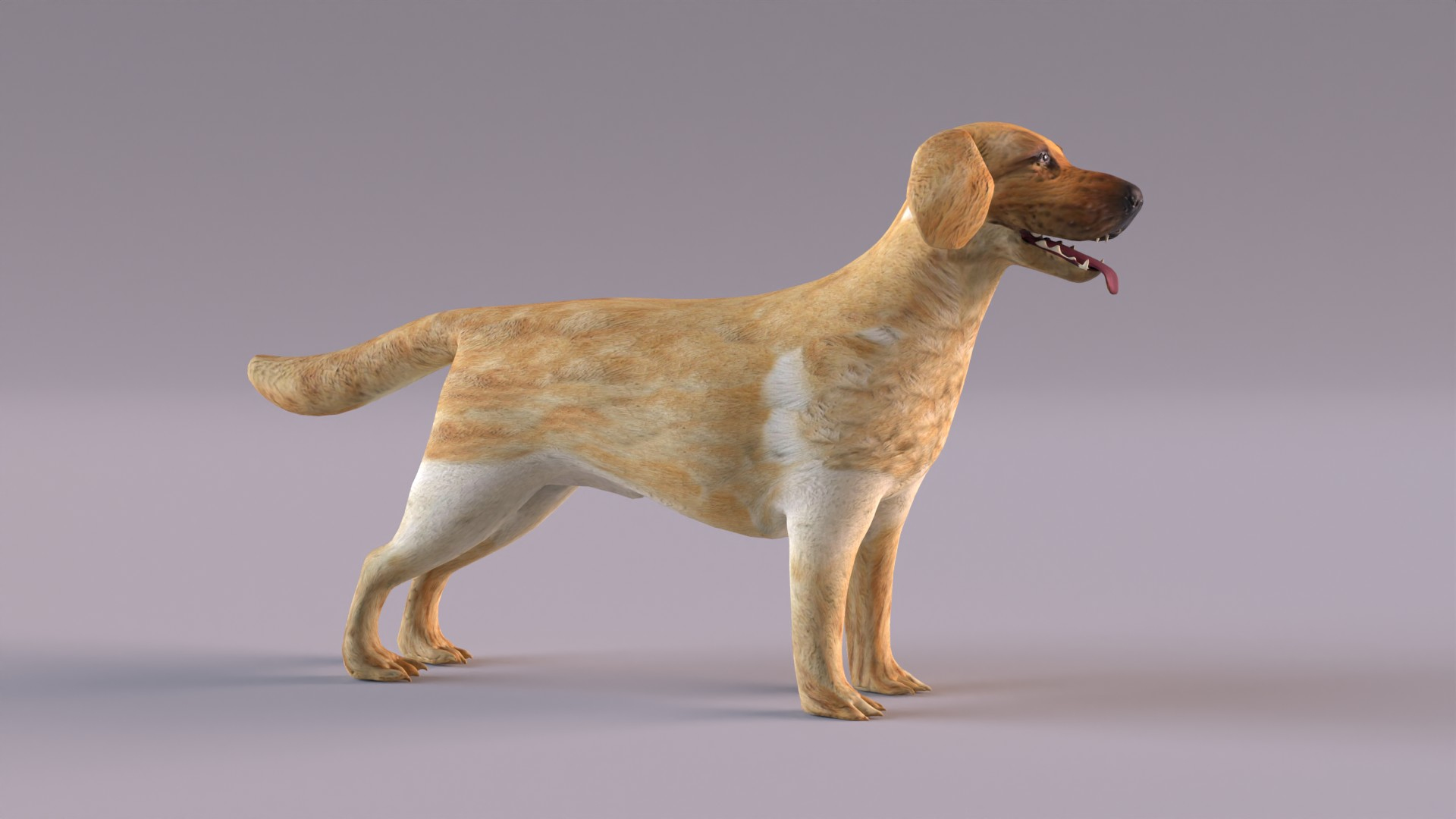 max labrador retriever