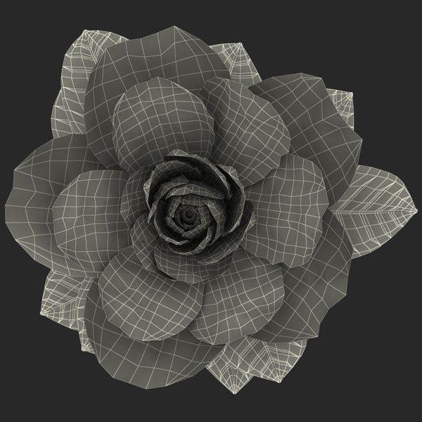 gardenia gardening flower 3d model