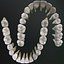 Teeth Permanent Dentition Max