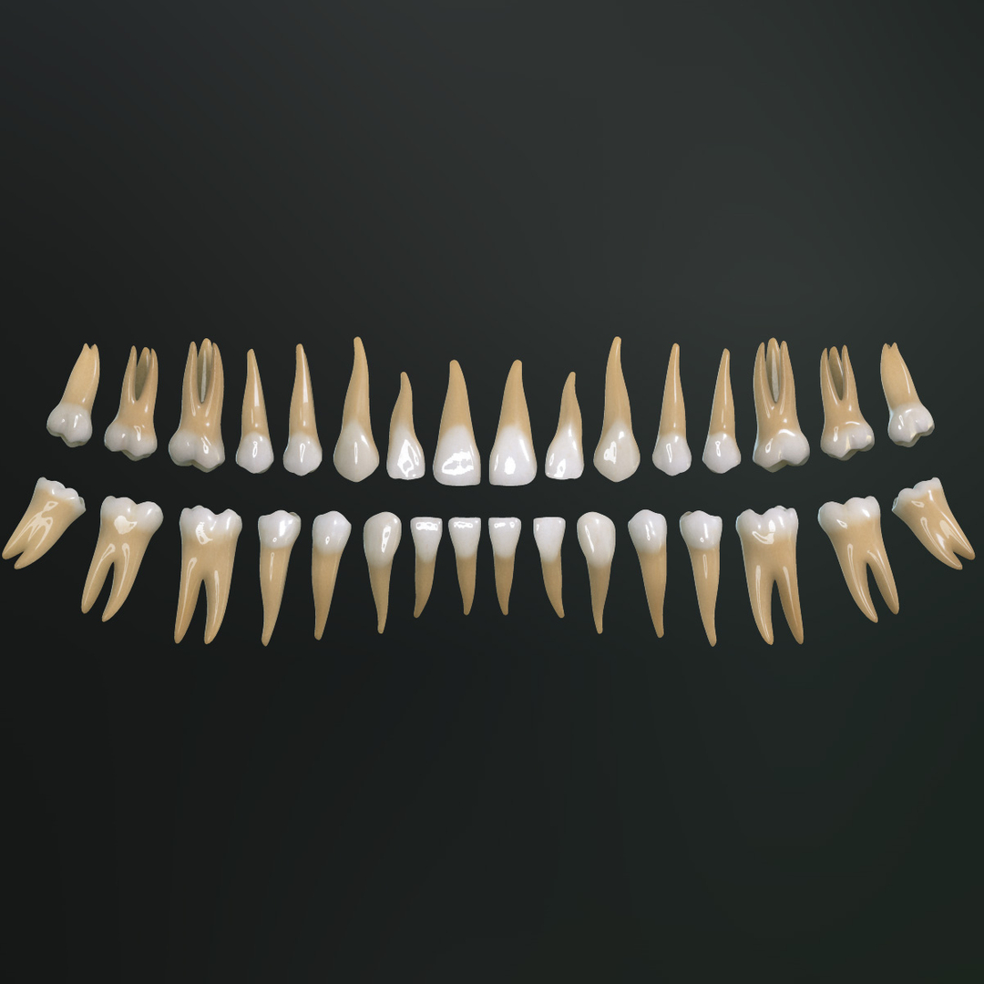 Teeth Permanent Dentition Max