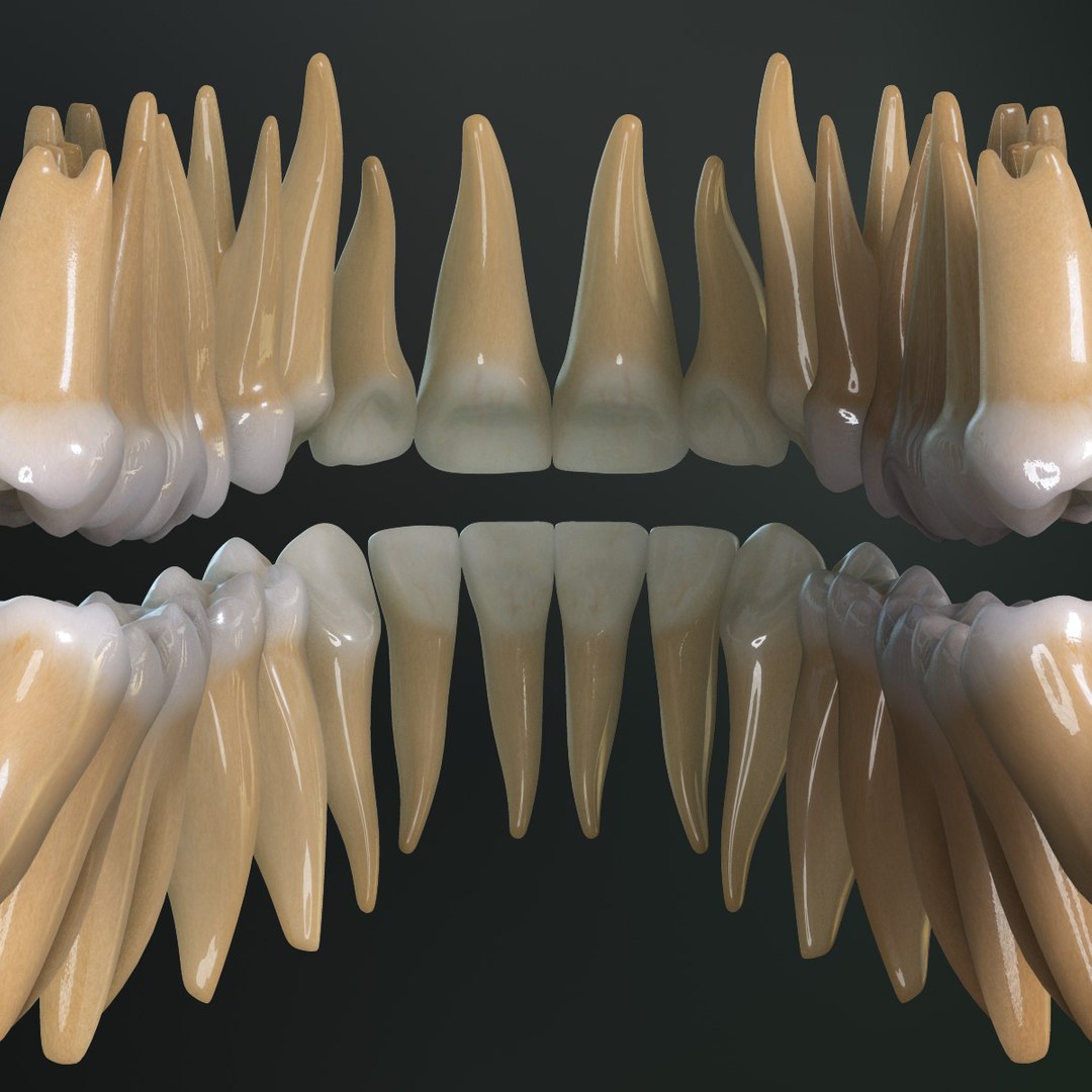 Teeth Permanent Dentition Max