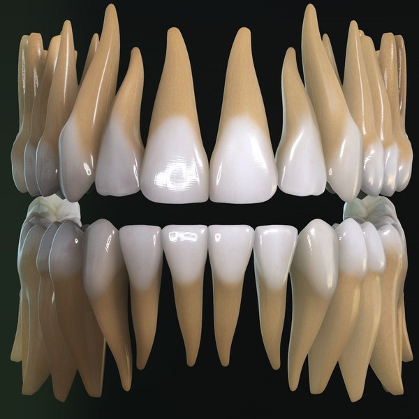 teeth permanent dentition max