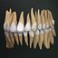 Teeth Permanent Dentition Max