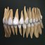 Teeth Permanent Dentition Max