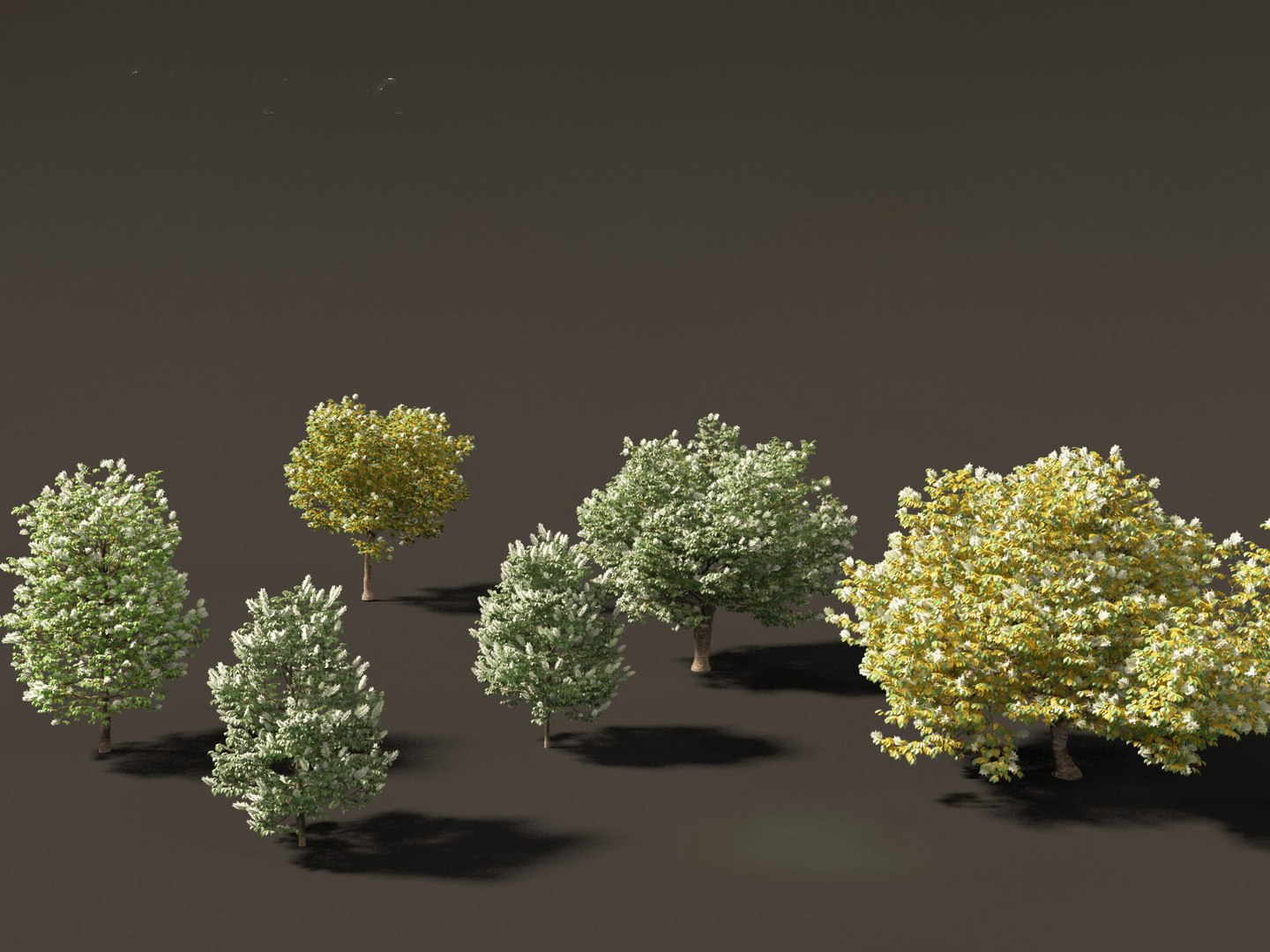 3D Syringa Reticulata - Japanese Tree Lilac Model - TurboSquid 2144207