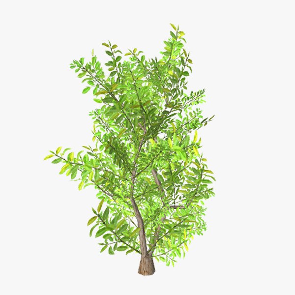 modelo 3d planta 08 - TurboSquid 877233