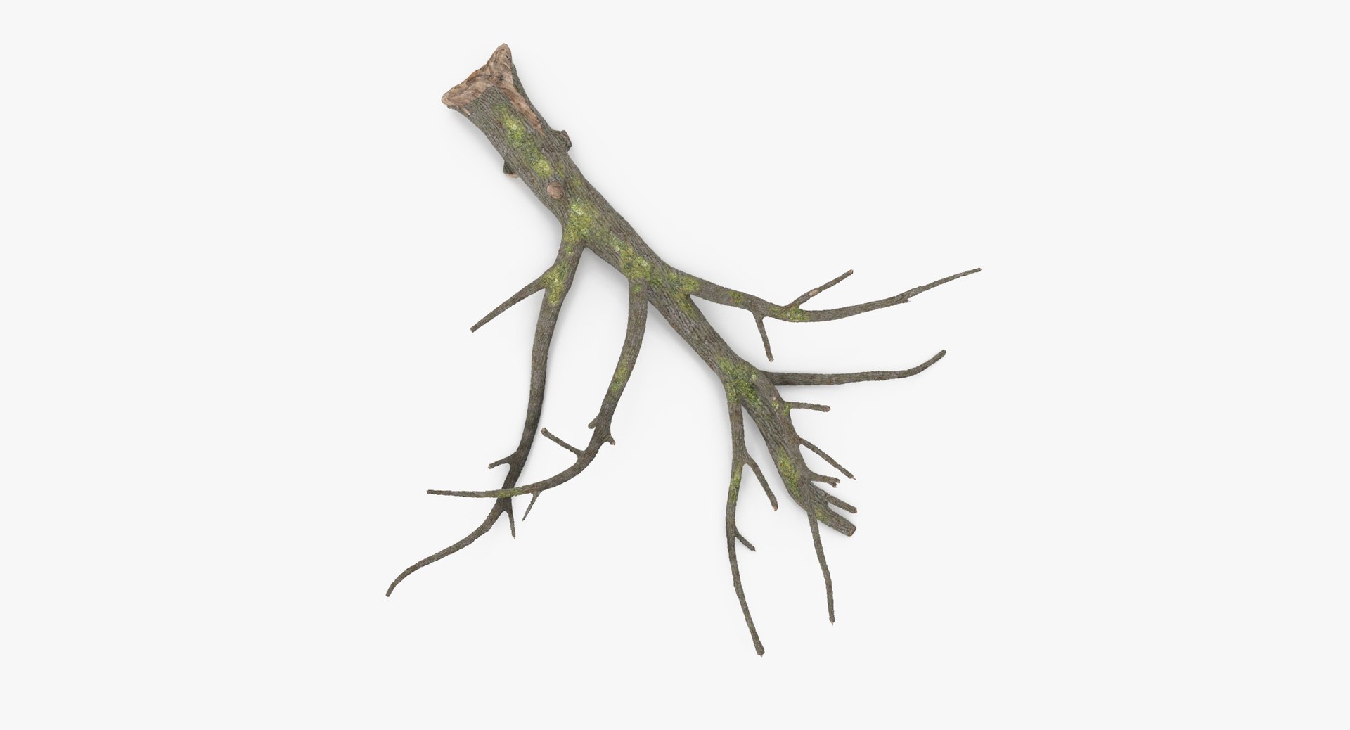 3d Model Fallen Logs Oak 01