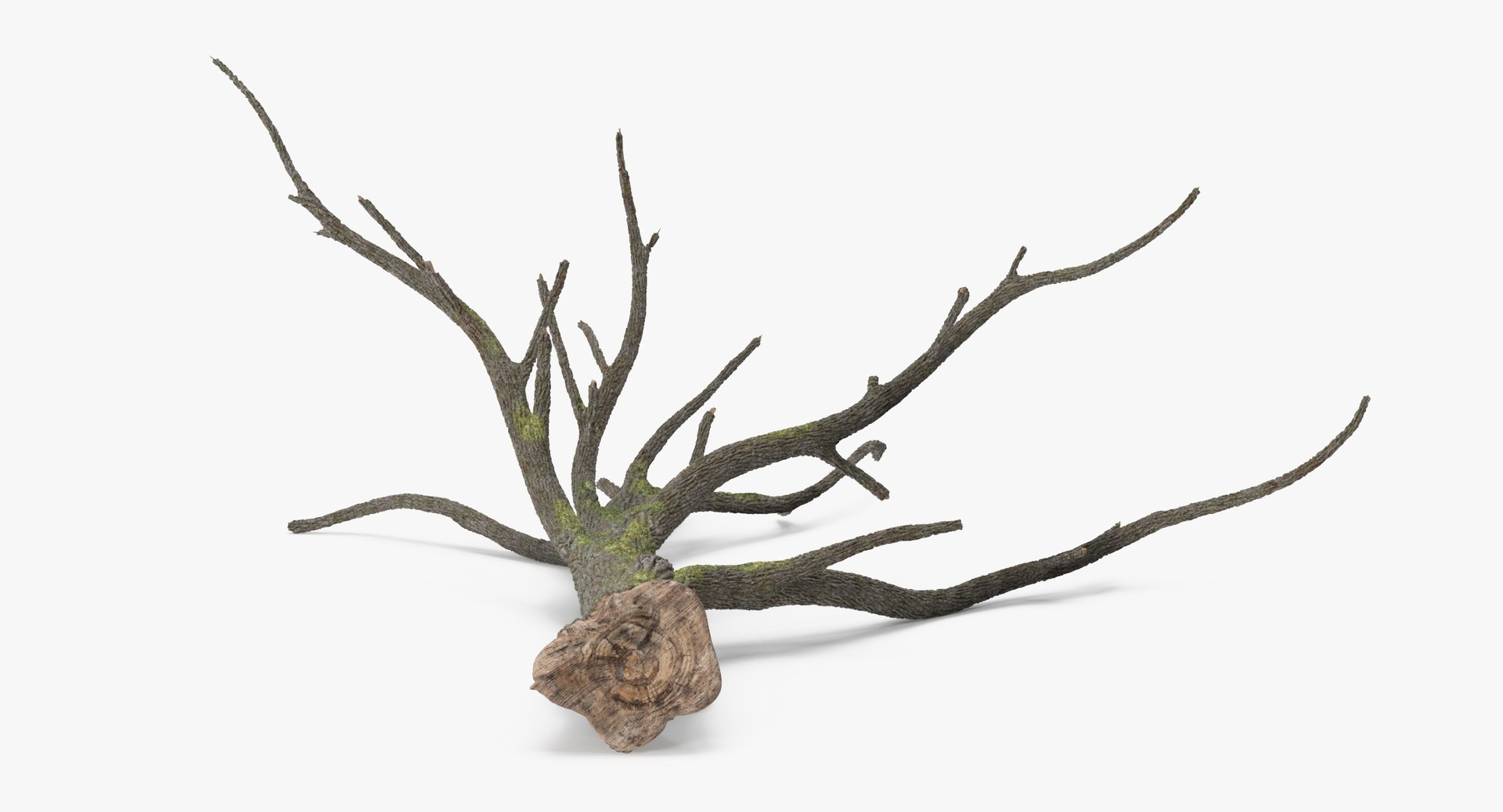 3d Model Fallen Logs Oak 01