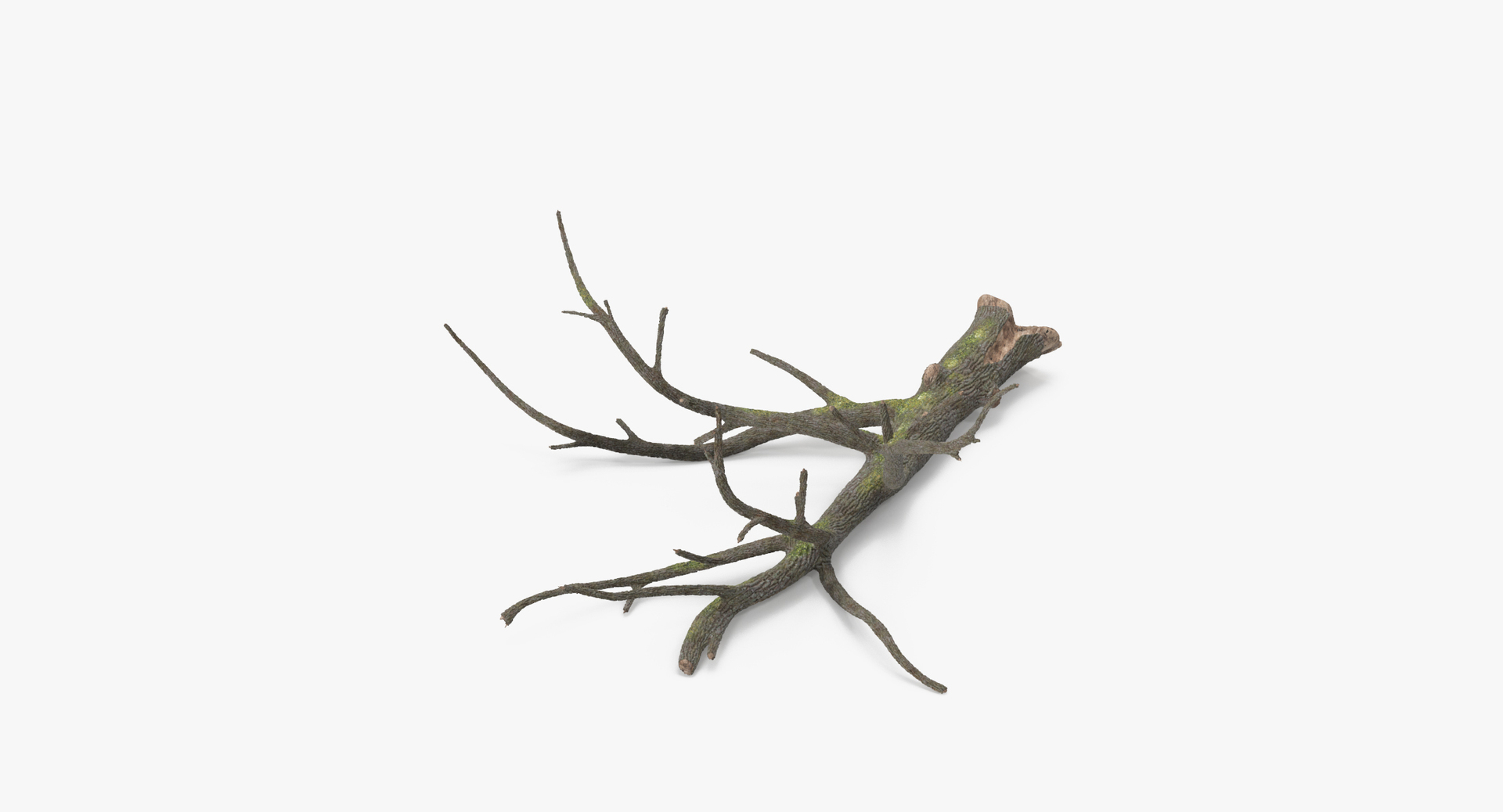 3d Model Fallen Logs Oak 01