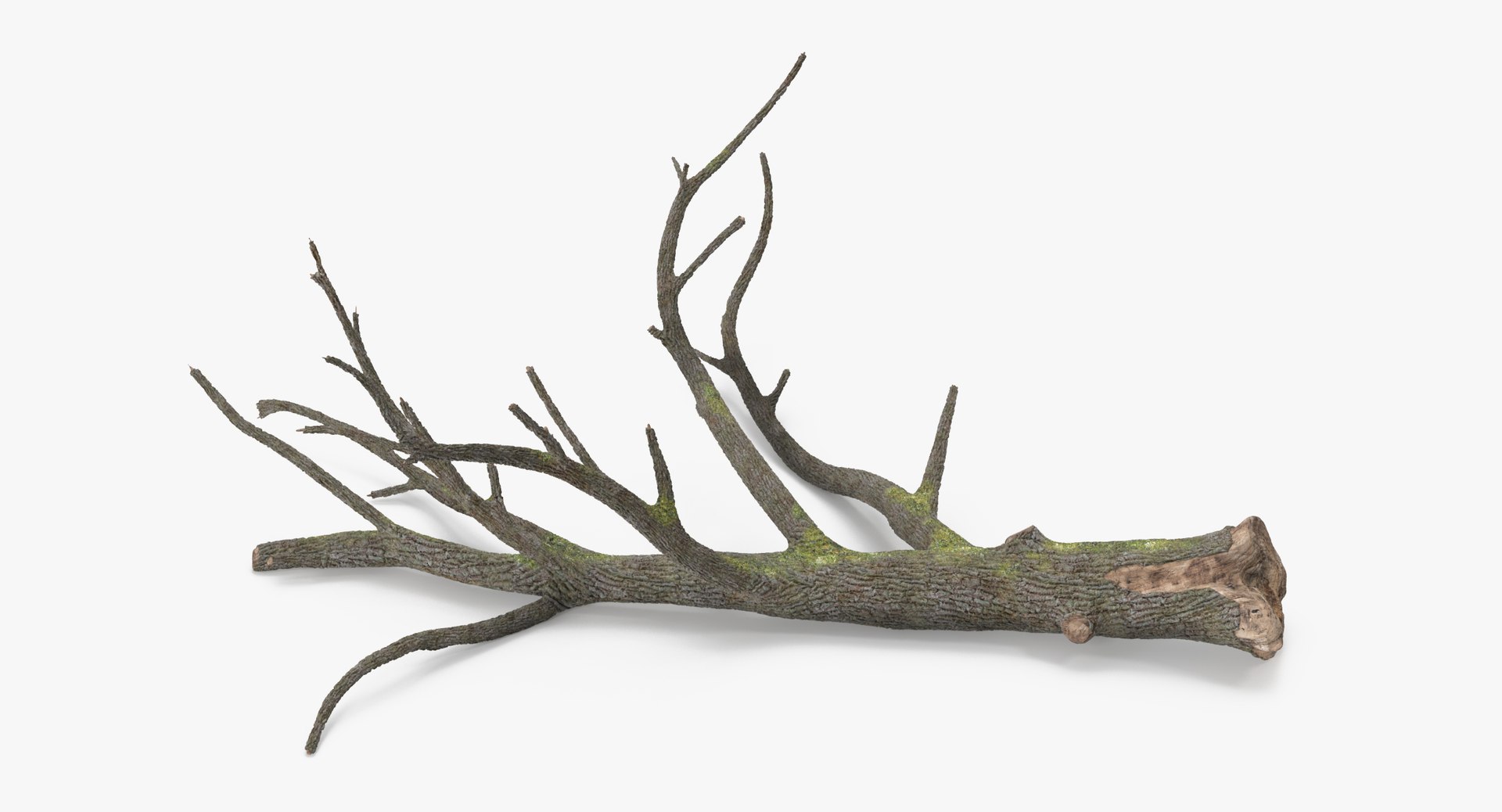 3d Model Fallen Logs Oak 01