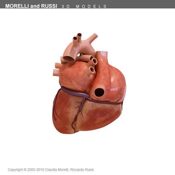 심장 3D 모델 - TurboSquid 300391