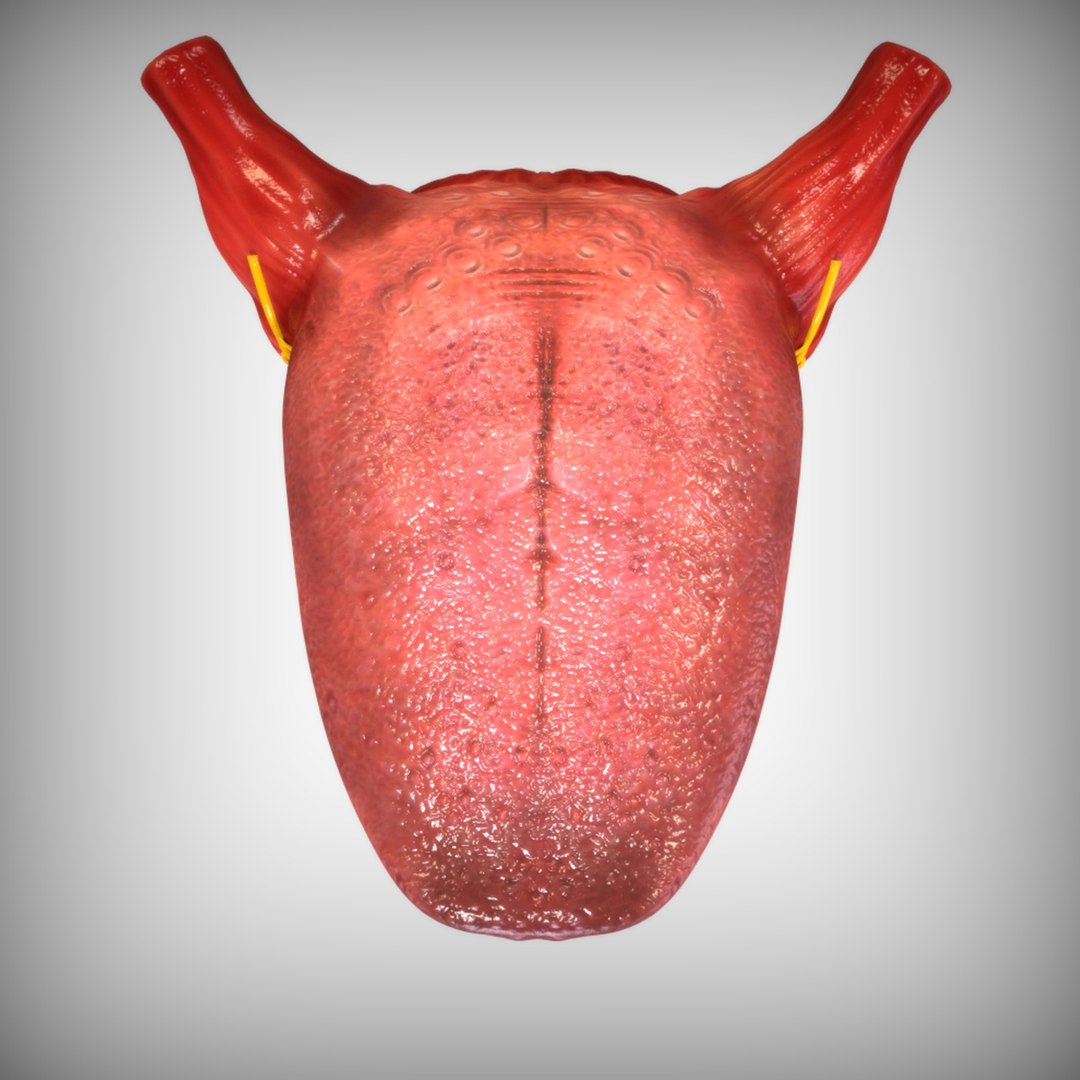 Human Tongue 3D Model - TurboSquid 1521200