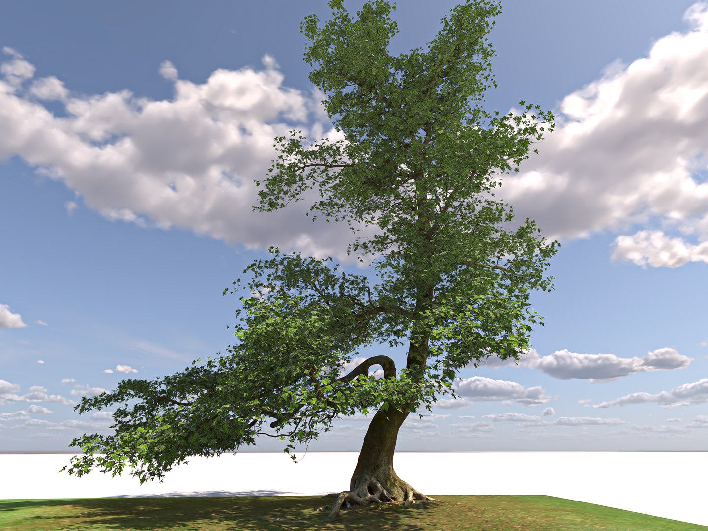 San Benedetto Plane Tree 3D Model - TurboSquid 2149610