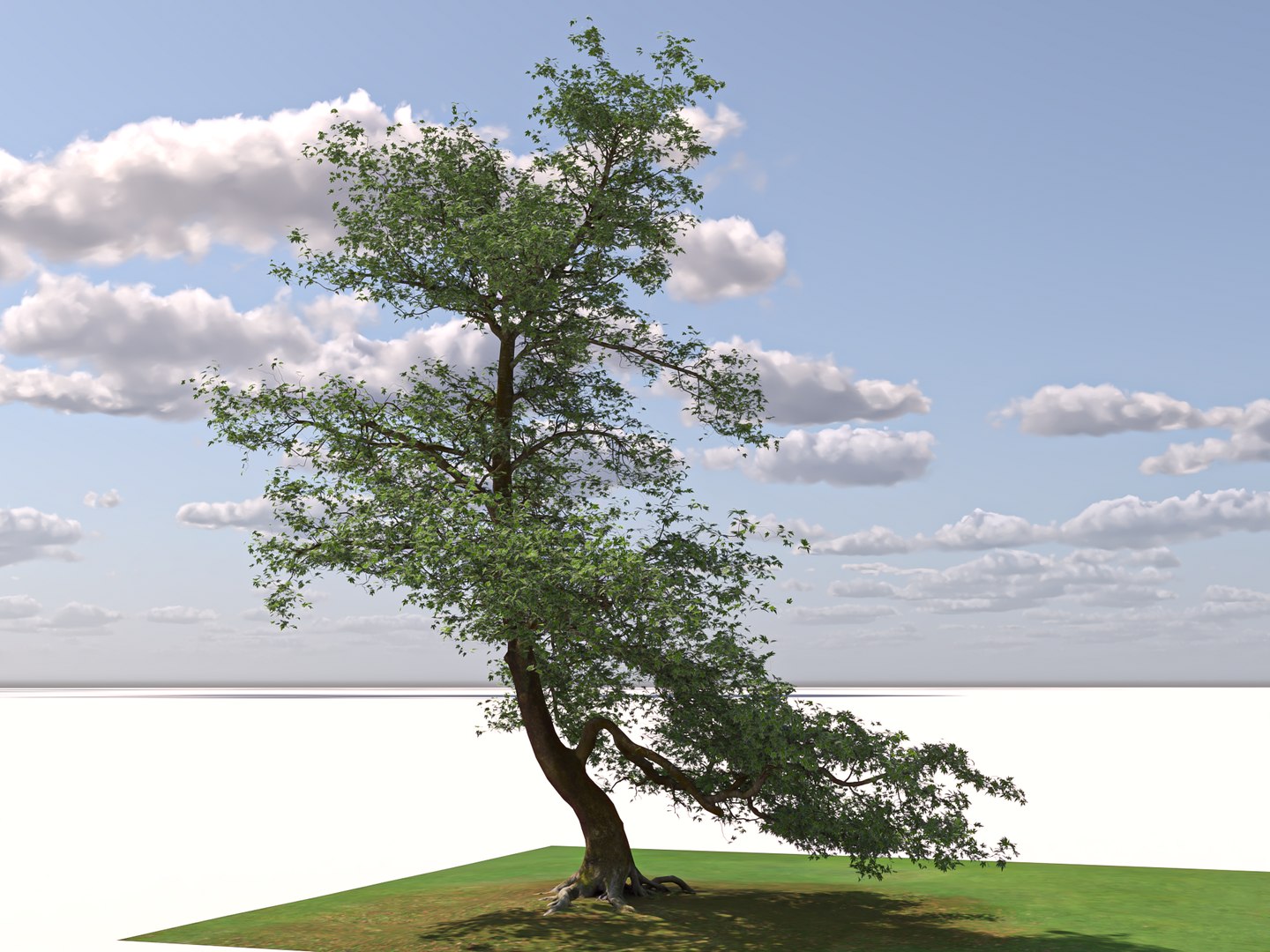 San Benedetto Plane Tree 3D Model - TurboSquid 2149610