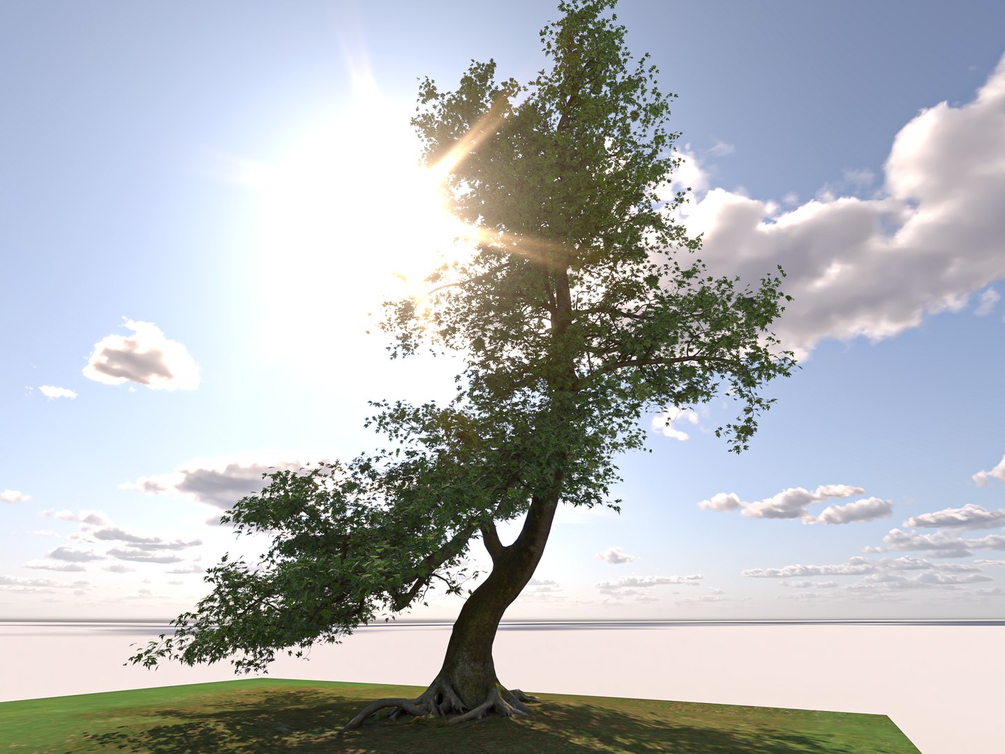 San Benedetto Plane Tree 3D Model - TurboSquid 2149610