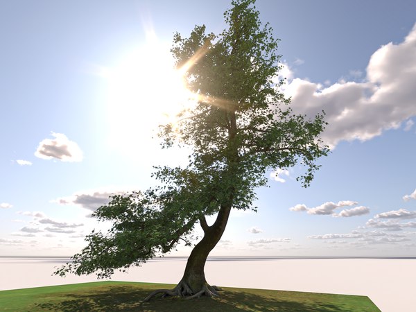 Plane Tree 3D Models for Download | TurboSquid