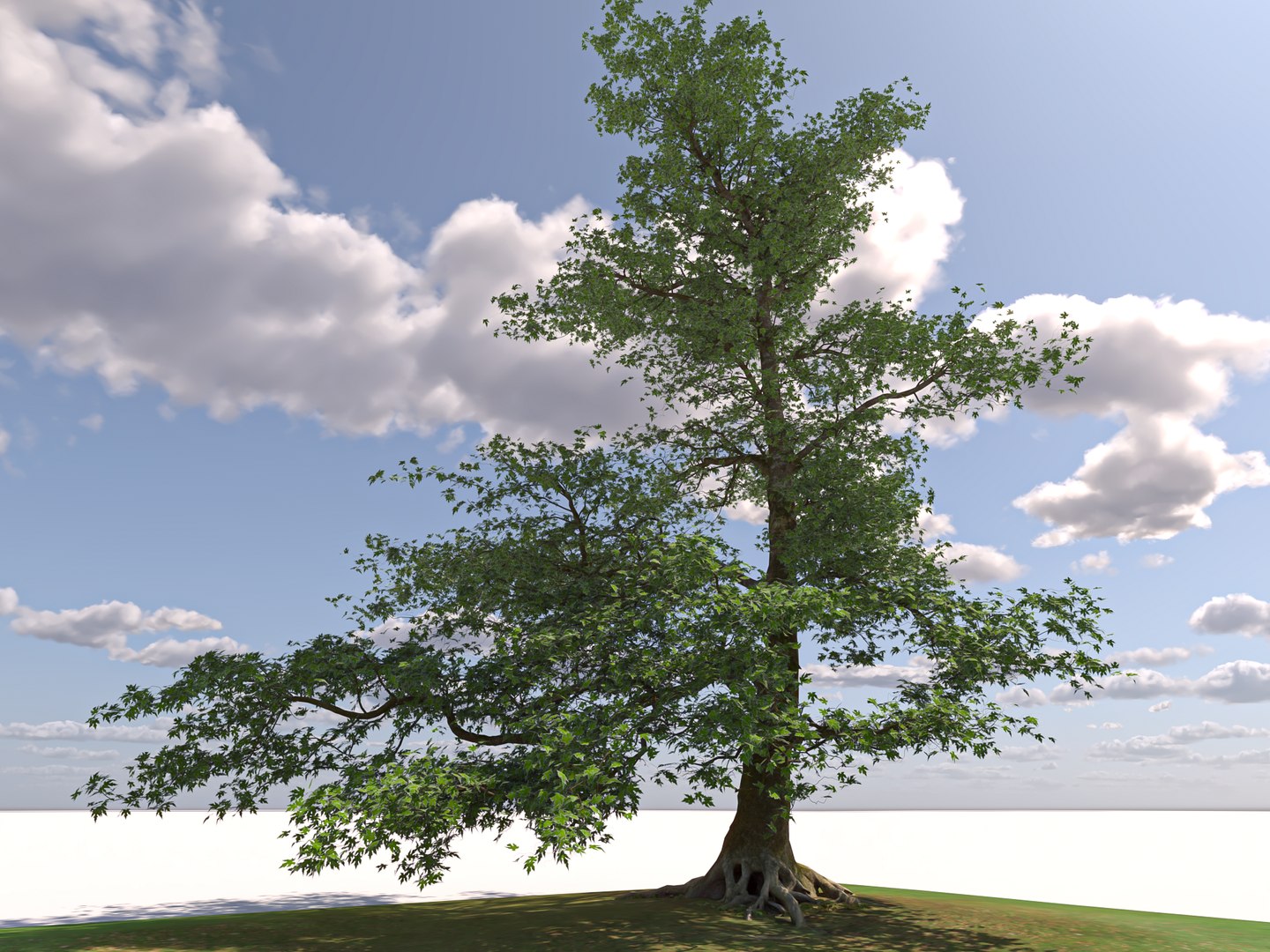 San Benedetto Plane Tree 3D Model - TurboSquid 2149610