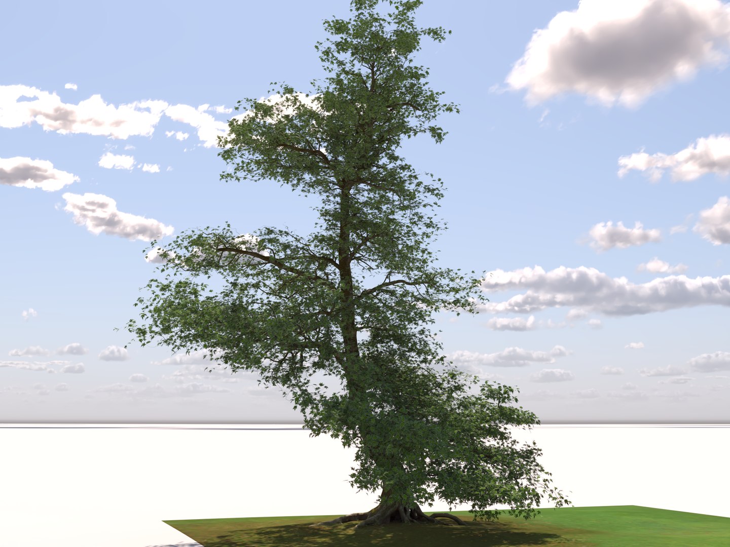 San Benedetto Plane Tree 3D Model - TurboSquid 2149610