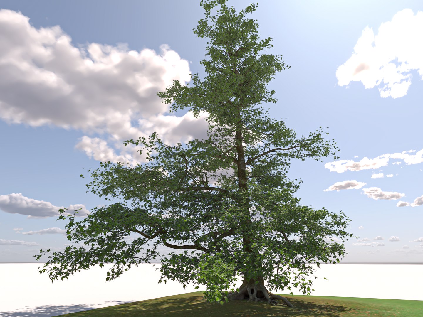 San Benedetto Plane Tree 3D Model - TurboSquid 2149610
