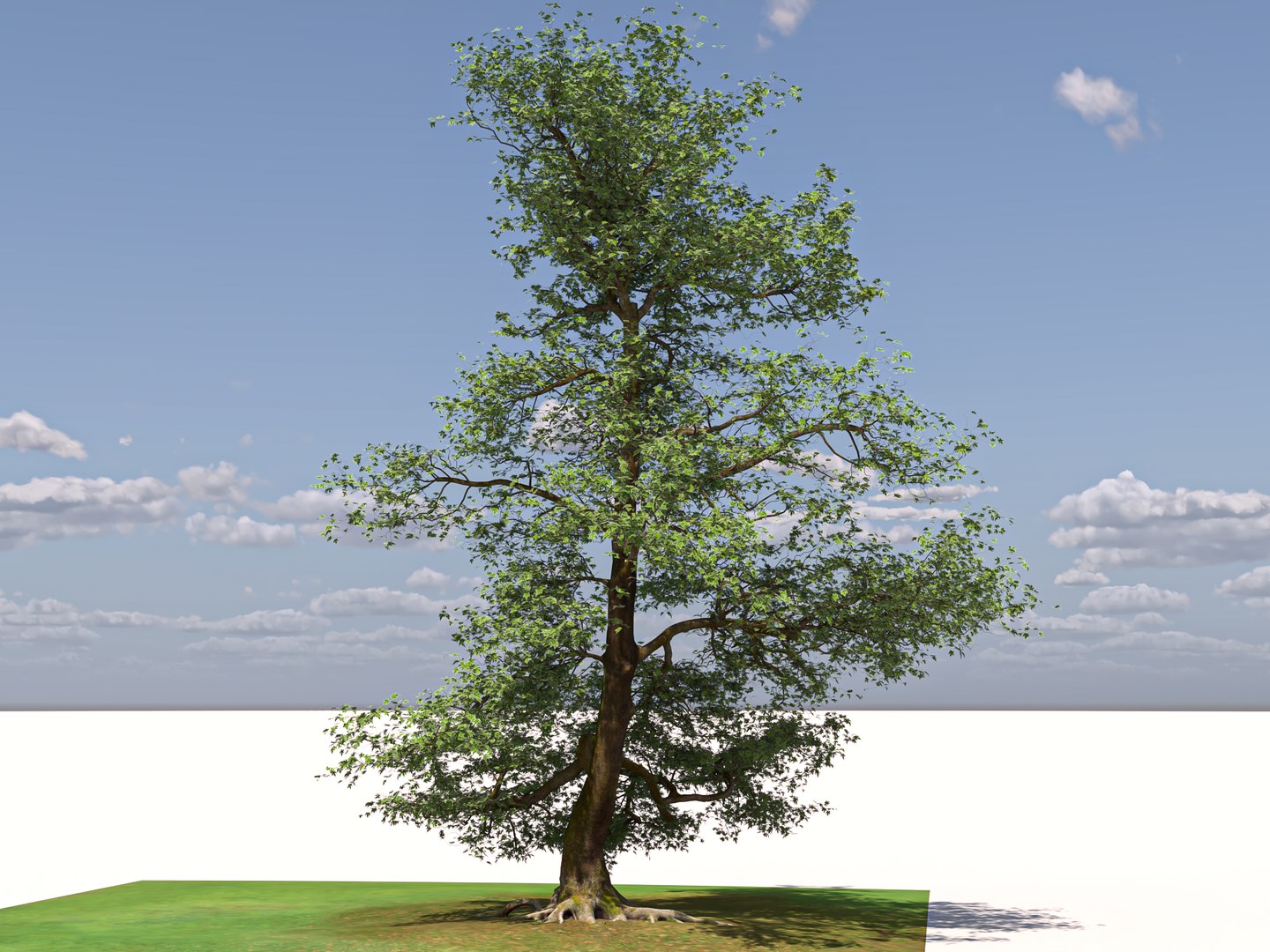 San Benedetto Plane Tree 3D Model - TurboSquid 2149610