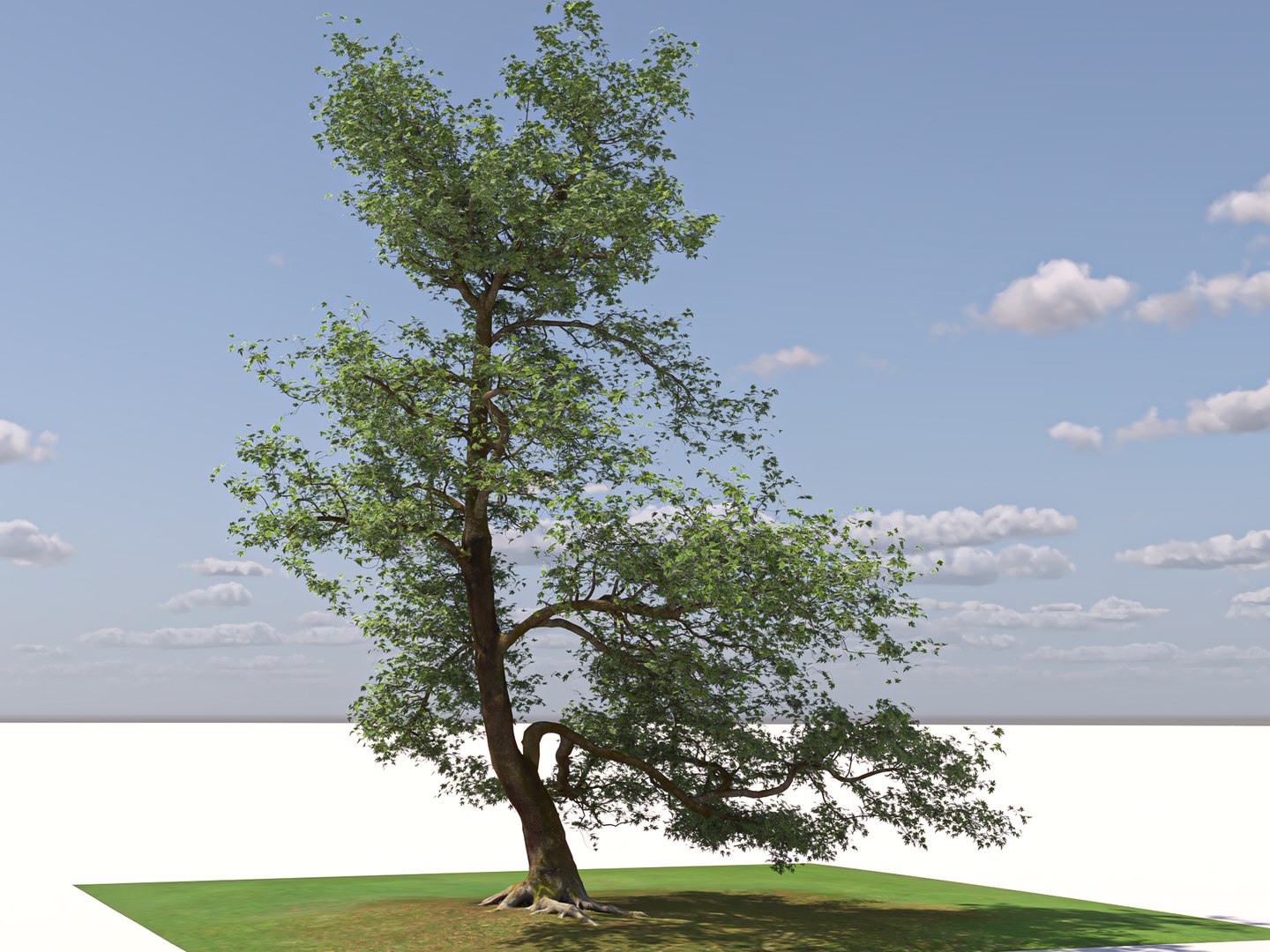 San Benedetto Plane Tree 3D Model - TurboSquid 2149610