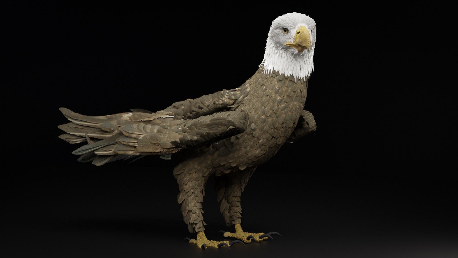 Bald Eagle 3D Blender 3D - TurboSquid 2293436