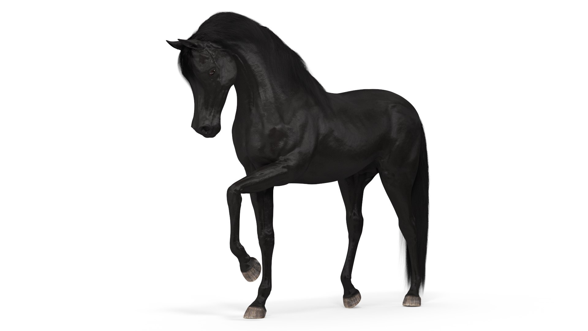 3D Model Arabian Horse Black Fur Rigged - TurboSquid 2184579