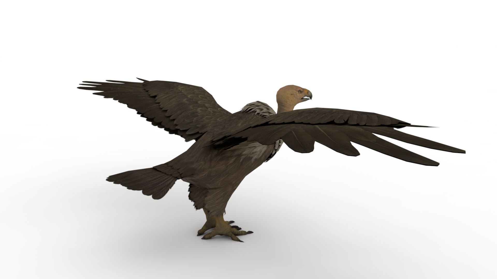 Eagle 3D Model - TurboSquid 1956263