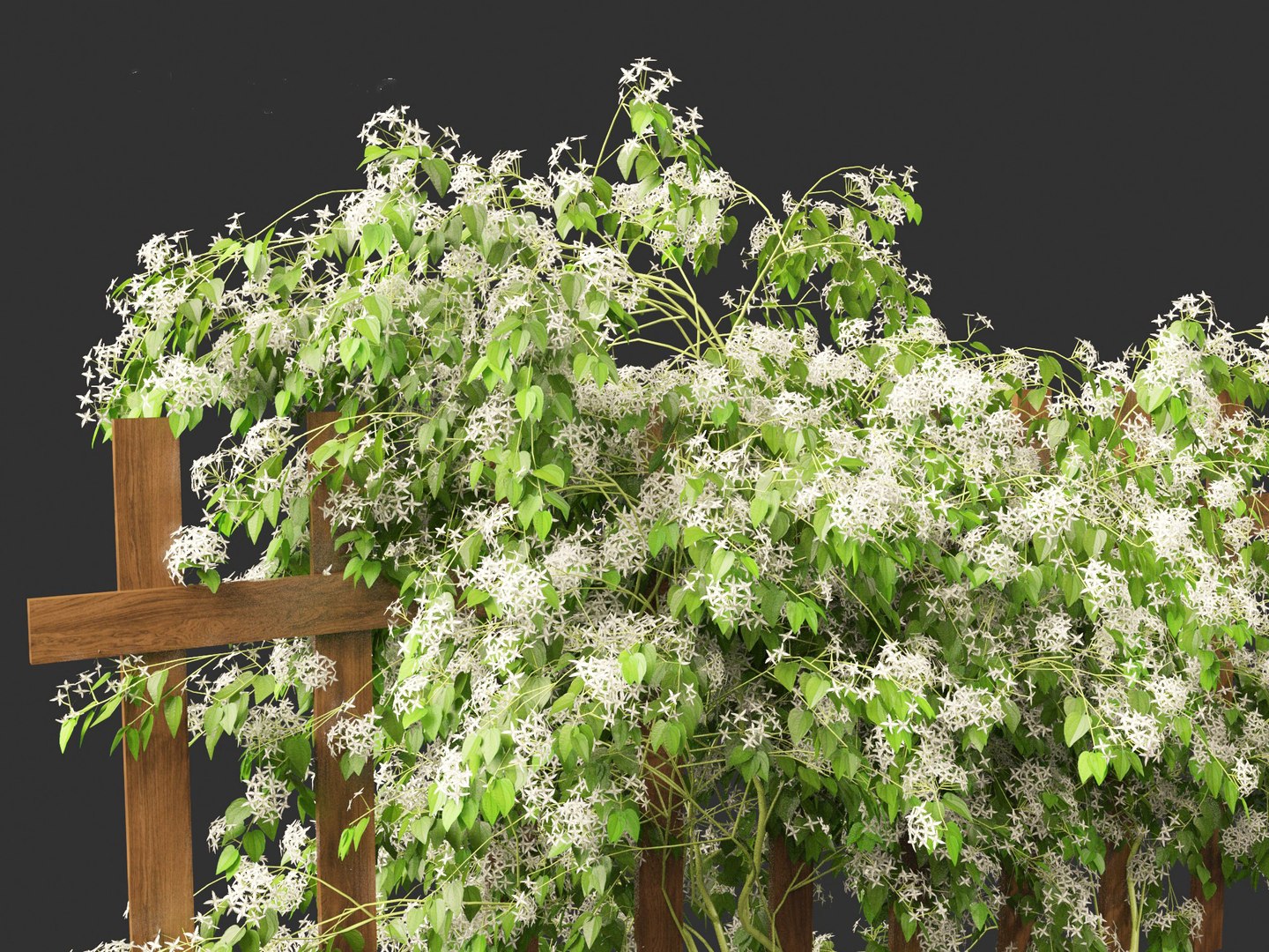 Clematis Terniflora - Sweet Autumn Clematis 3D - TurboSquid 2124901