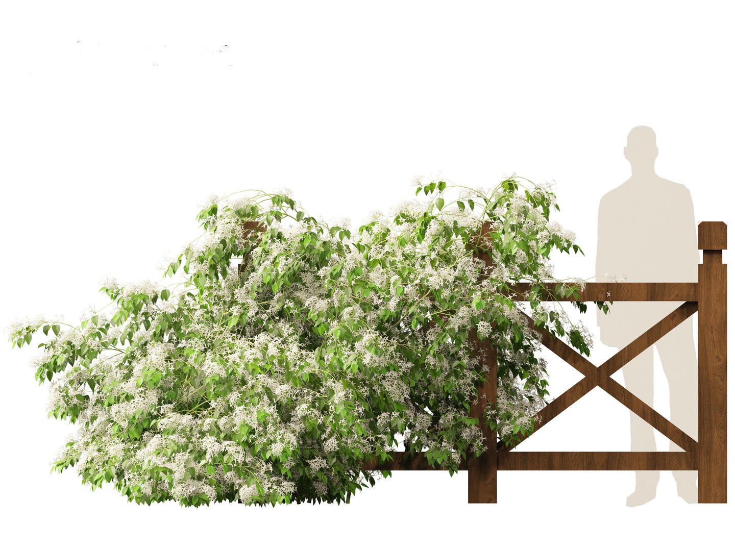 Clematis Terniflora - Sweet Autumn Clematis 3D - TurboSquid 2124901