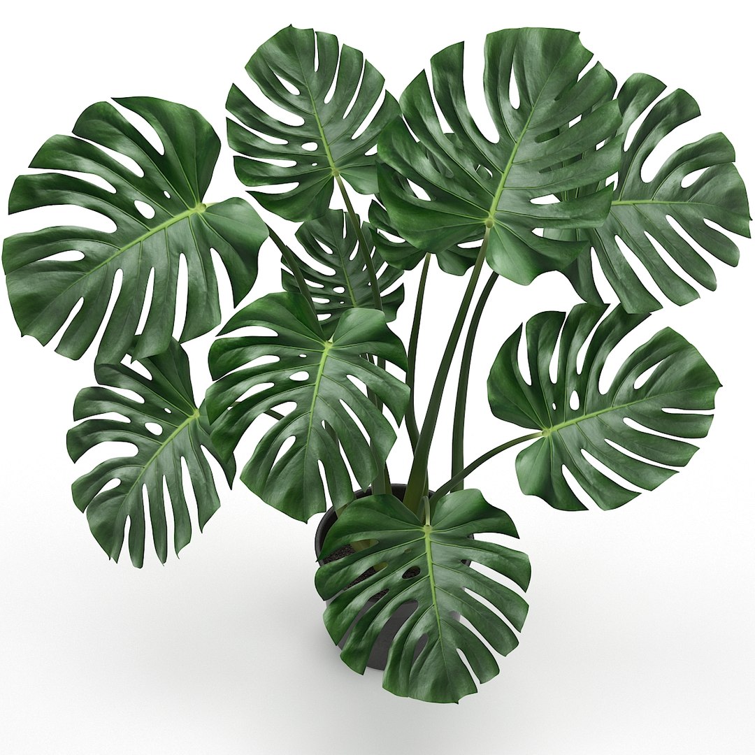 Monstera Leaves Max