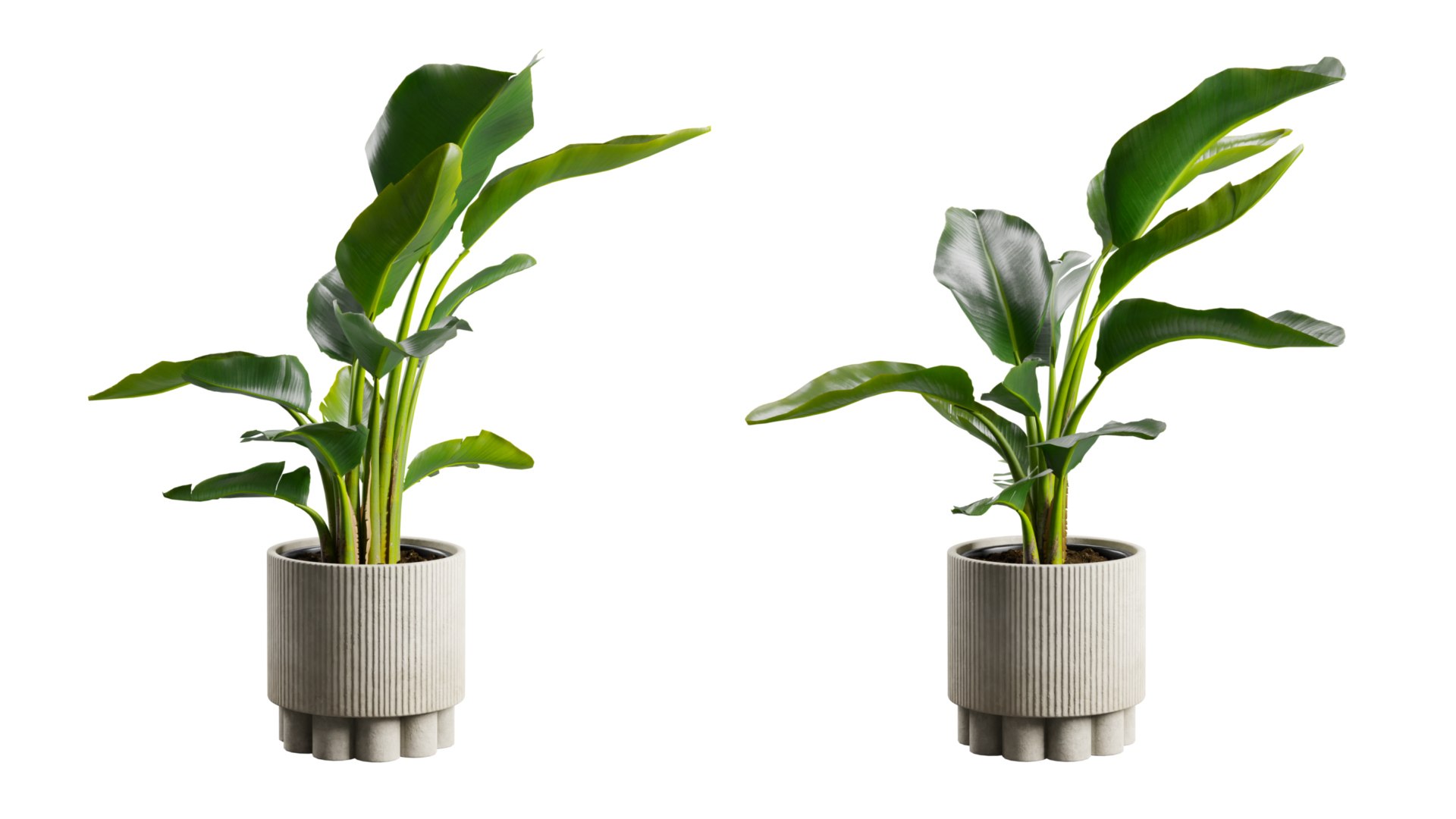 Potted Strelitzia Nicolai Small 3D - TurboSquid 2160802