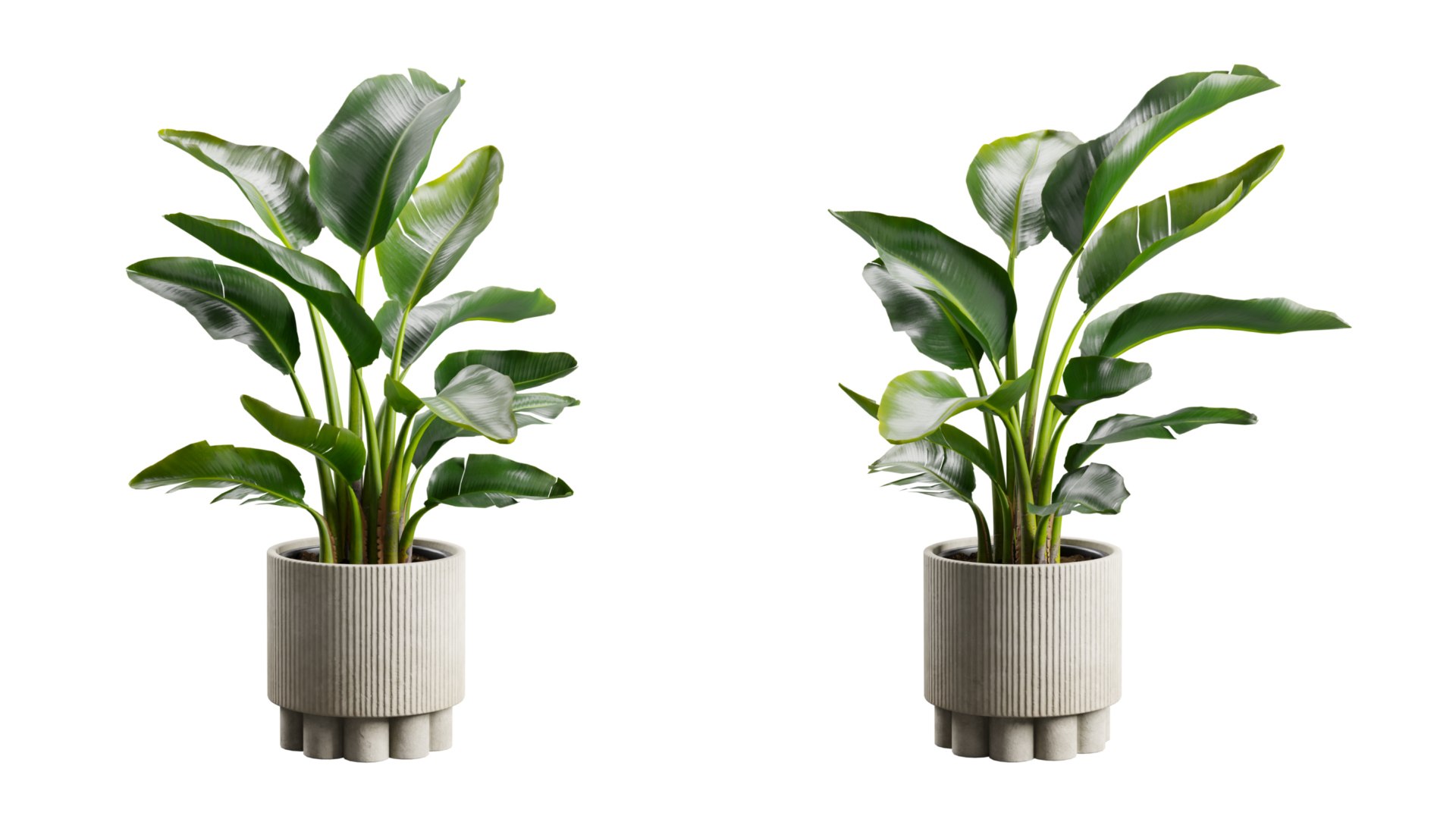 Potted Strelitzia Nicolai Small 3D - TurboSquid 2160802