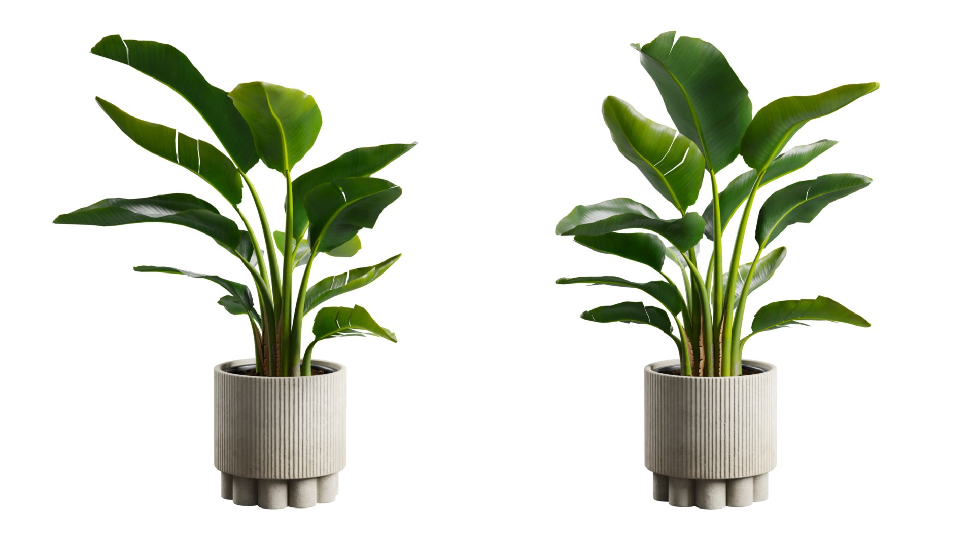 Potted Strelitzia Nicolai Small 3D - TurboSquid 2160802