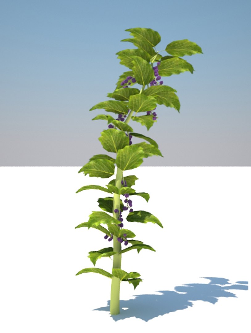 3d Raspberry Plants Model