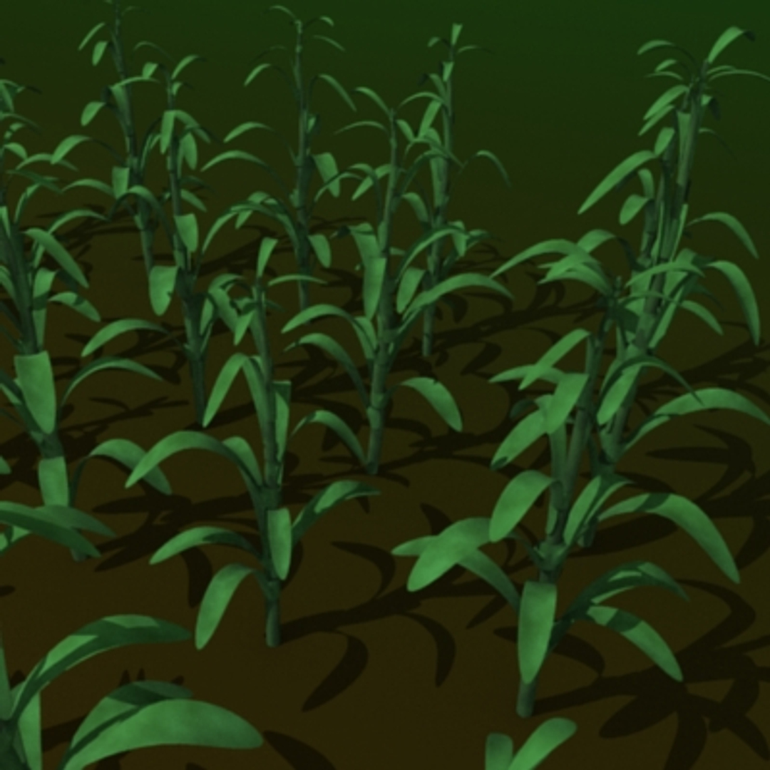 corn field 3d model
