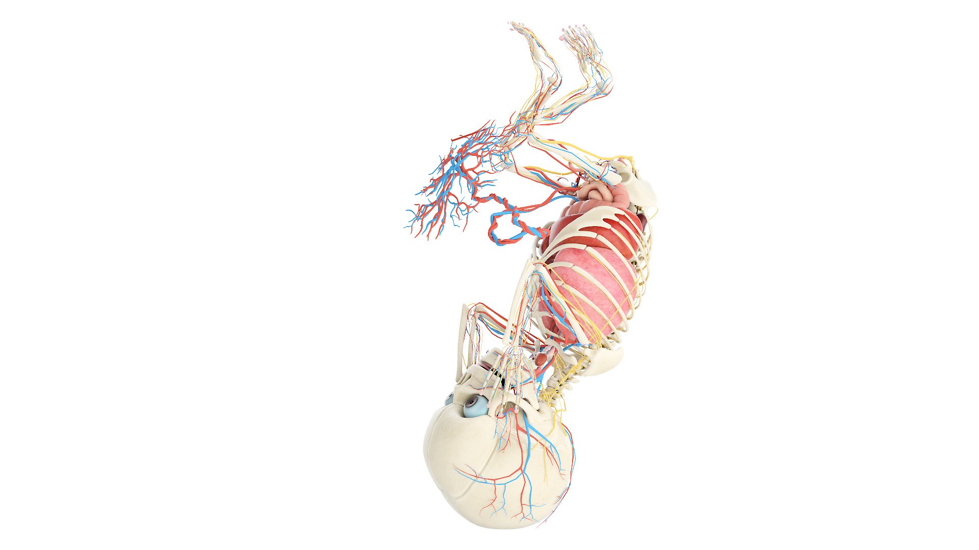 3D Fetus Anatomy Week 42 Static Model - TurboSquid 1830306