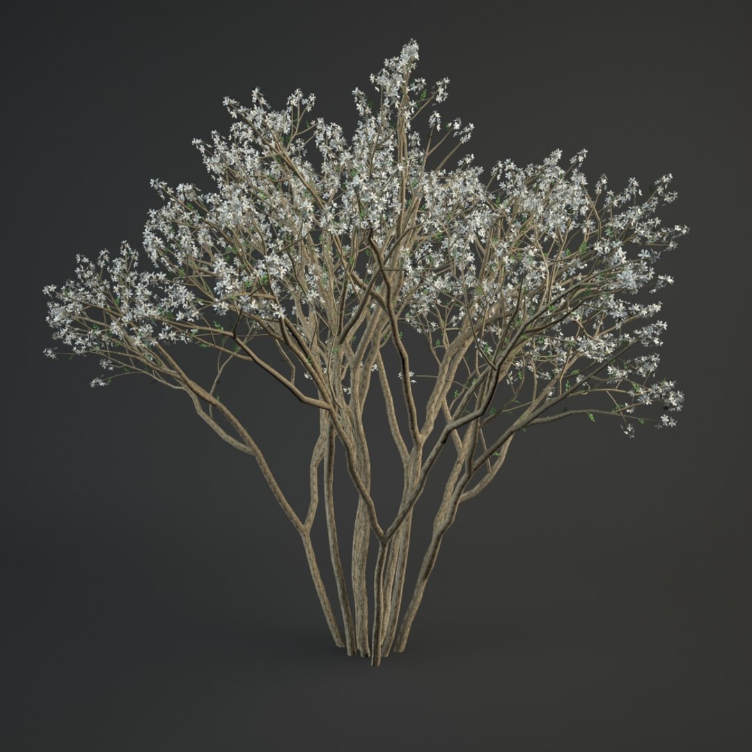 Blooming Juneberry Model - TurboSquid 1447014