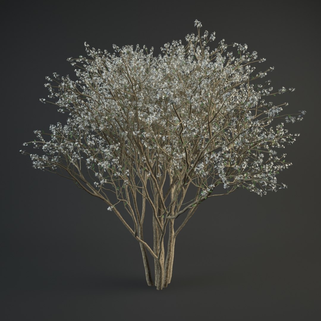 Blooming Juneberry Model - TurboSquid 1447014
